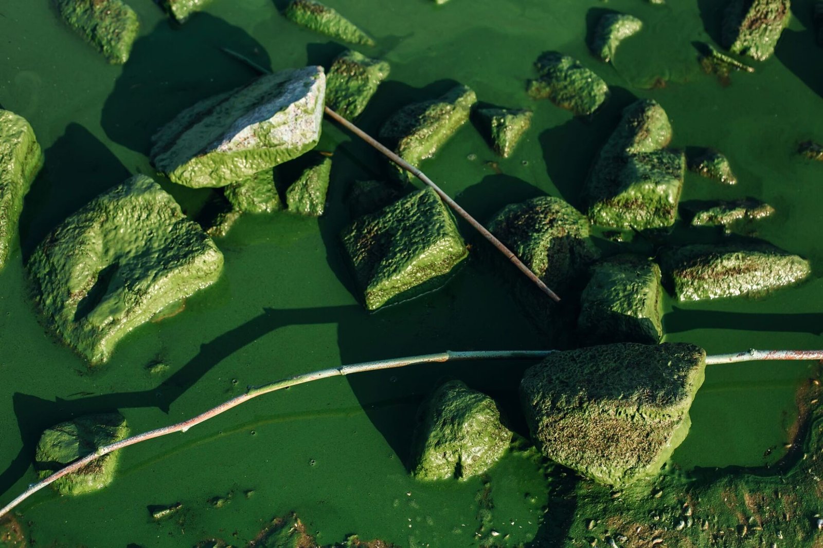 5 Extreme Causes Of Water Pollution And Its Hazardous Effects » Let's ...