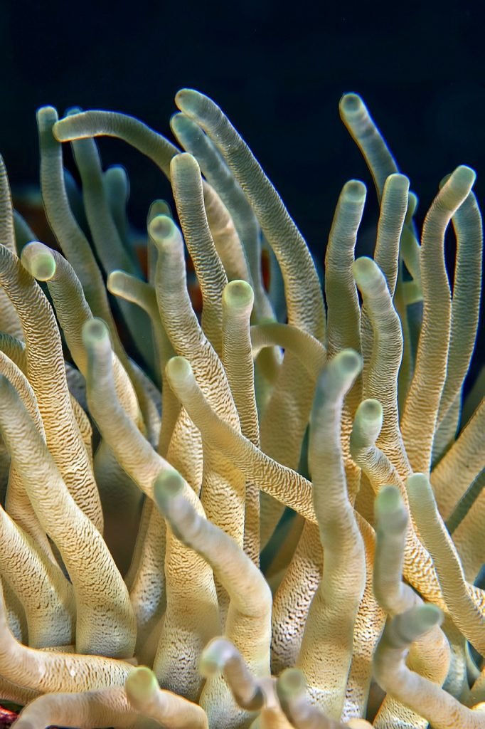 What Are Coral Reefs? 5 Wondrous Facts About These Vital Underwater ...