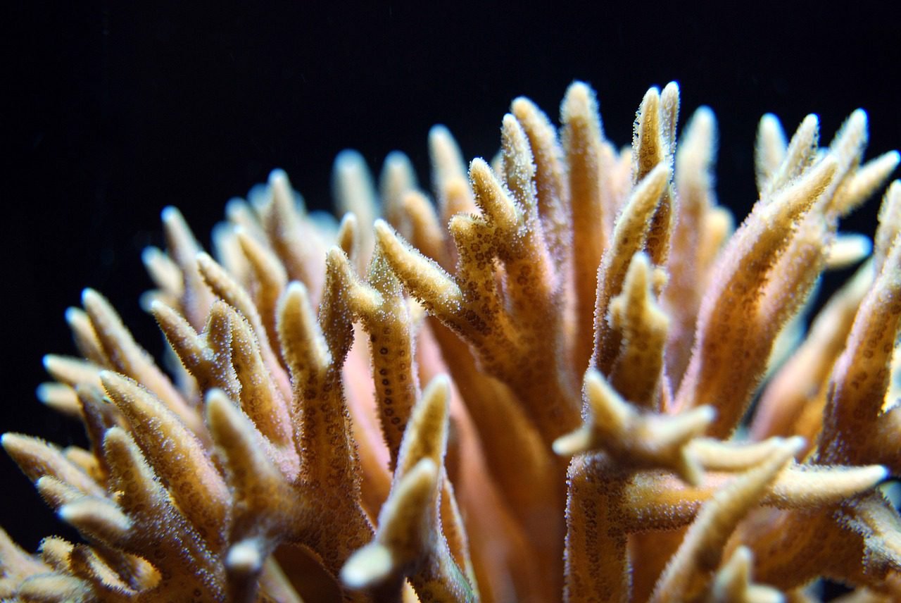 What Are Coral Reefs? 5 Wondrous Facts About These Vital Underwater ...