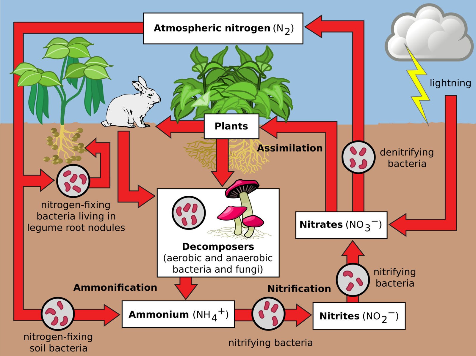 Circles Of Life: Decoding The 5 Important Biogeochemical Cycles Of The ...