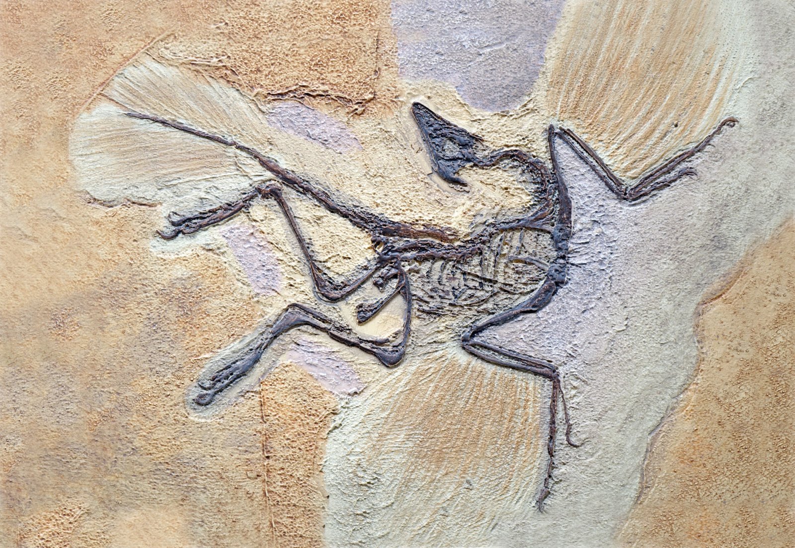 What Is A Fossil? Explore 5 Facts About Earth's Most Incredible ...