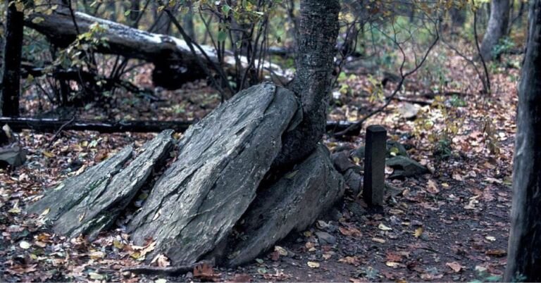 Biological Weathering Of Rocks: Surprisingly Powerful Agents