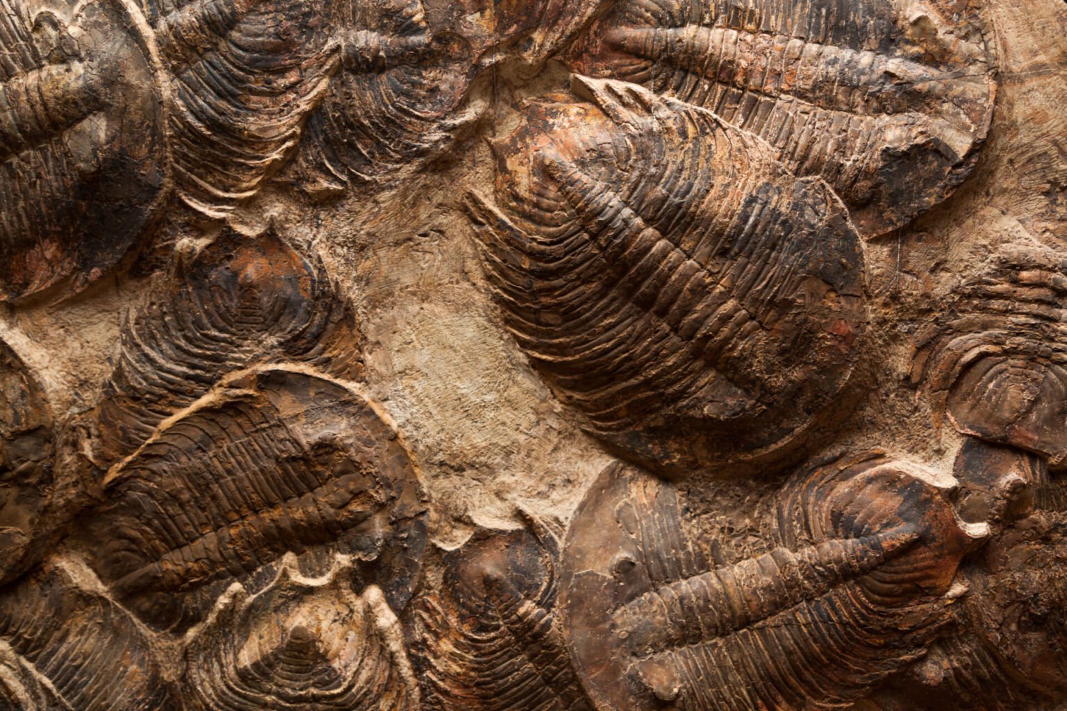 What Is A Fossil? Explore 5 Facts About Earth's Most Incredible ...