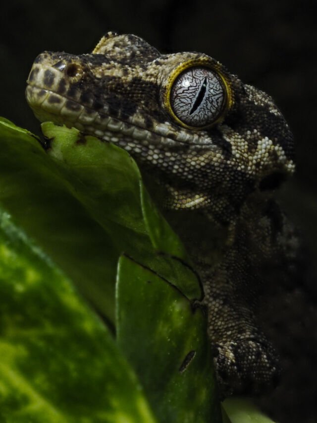 Nature's Nightmares: 16 Terrifying Creatures That Still Exist » Let's ...