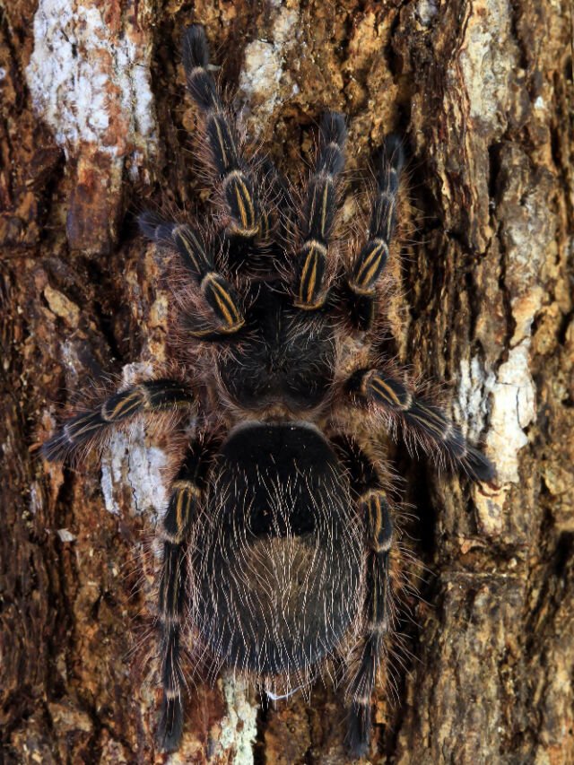 The Top 7 Biggest Spiders in the World | Let's Talk Geography