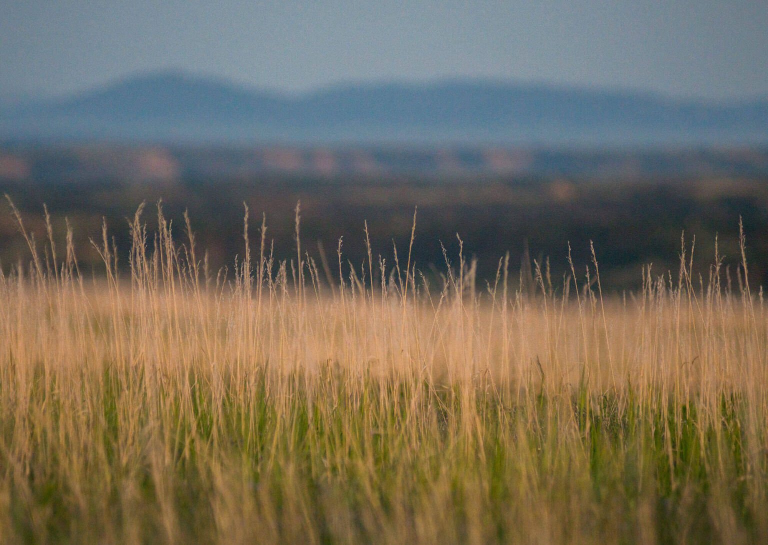 Importance Of Prairies: 7 Essential Benefits You Need To Know » Let's ...