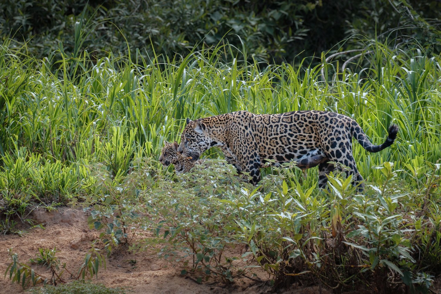 Rainforest Food Web: Brutal Or Beautiful? Explore The Jungle's Hunger ...