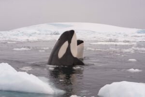 Arctic Food Web: Deadly Predators And The Surprising Secrets Of Icy ...