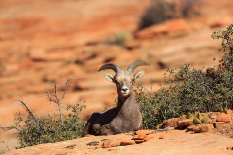 Desert Food Web: Uncover The Secrets Of Life In Extreme Environments