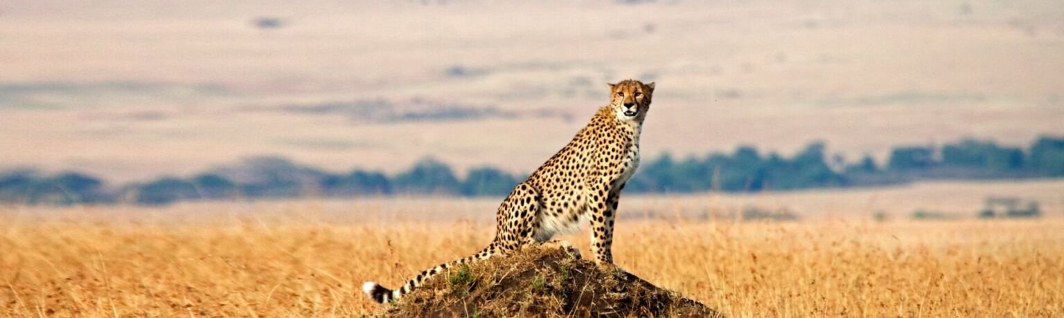 Savanna Food Web: 3 Astonishing Predator-Prey Relationships Of This ...