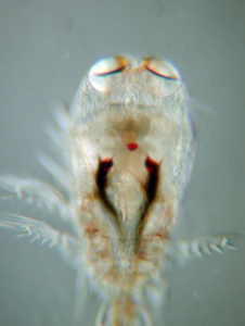 Arctic Food Web: Deadly Predators And The Surprising Secrets Of Icy ...