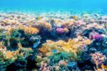 Coral Reef Food Webs: A Fascinating Guide To The Ocean's Ecosystem ...