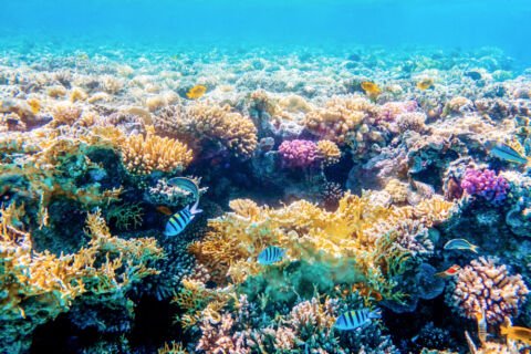 Coral Reef Food Webs: A Fascinating Guide To The Ocean's Ecosystem ...