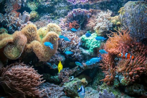 Coral Reef Food Webs: A Fascinating Guide To The Ocean's Ecosystem ...