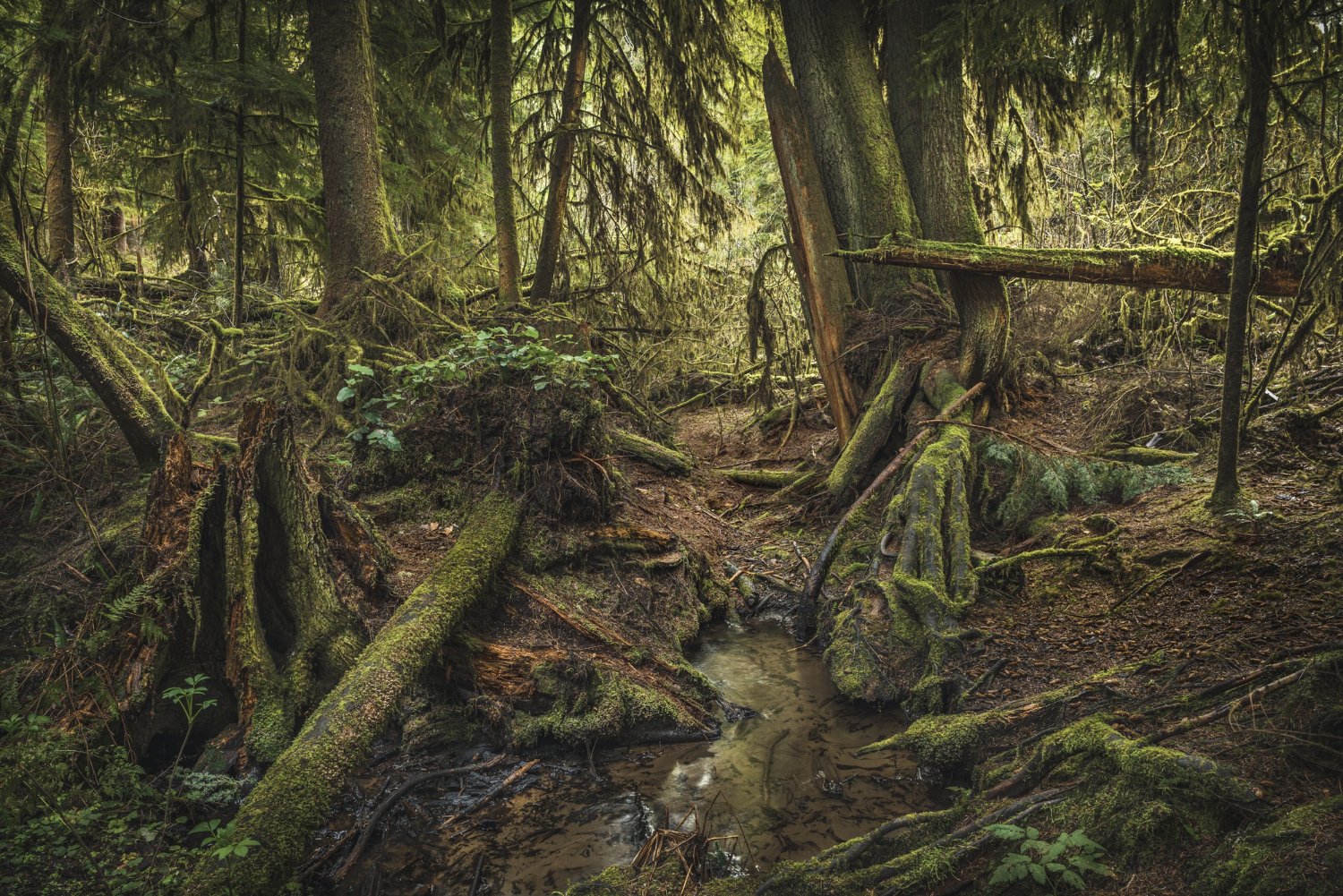 Rainforest Food Web: Brutal Or Beautiful? Explore The Jungle's Hunger ...