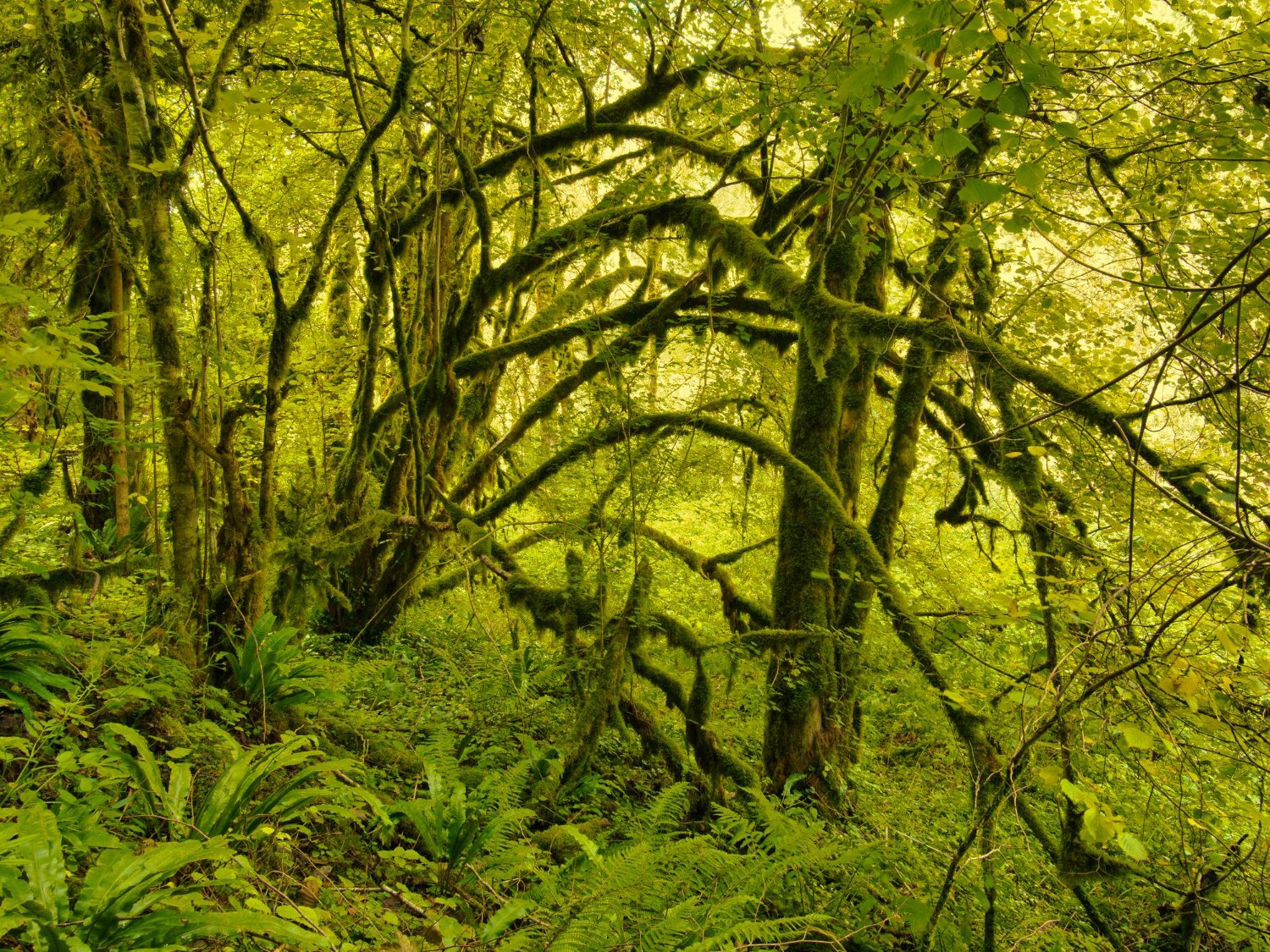 Rainforest Food Web: Brutal Or Beautiful? Explore The Jungle's Hunger ...