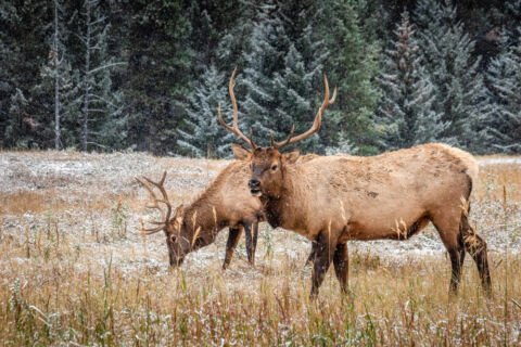 Animals Of North America: 20 Astonishing Creatures You Must Discover ...