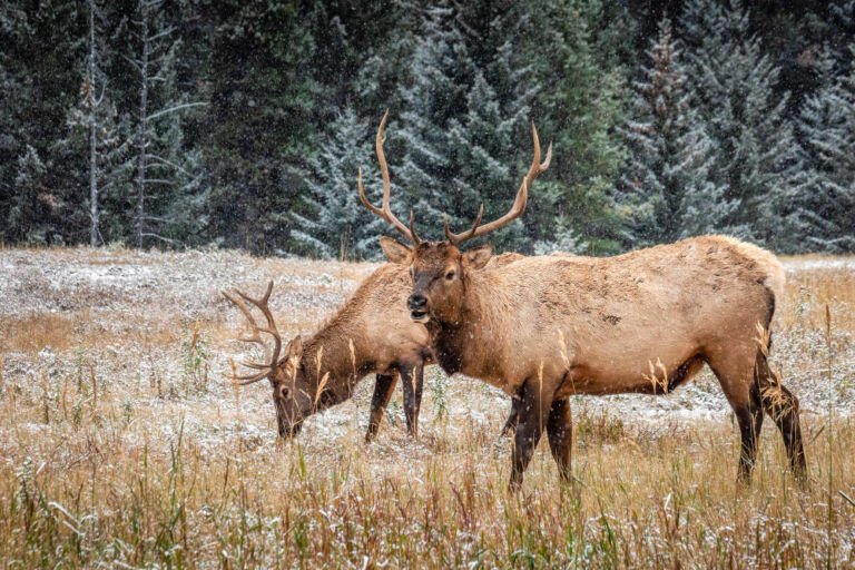 Animals Of North America: 20 Astonishing Creatures You Must Discover ...