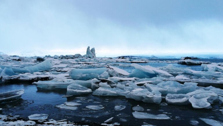 Arctic Food Web: Deadly Predators And The Surprising Secrets Of Icy ...