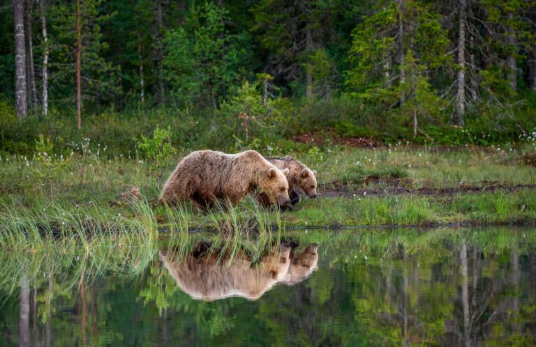 Boreal Forest Ecosystem: Explore Its Climate, Wildlife, And Critical ...