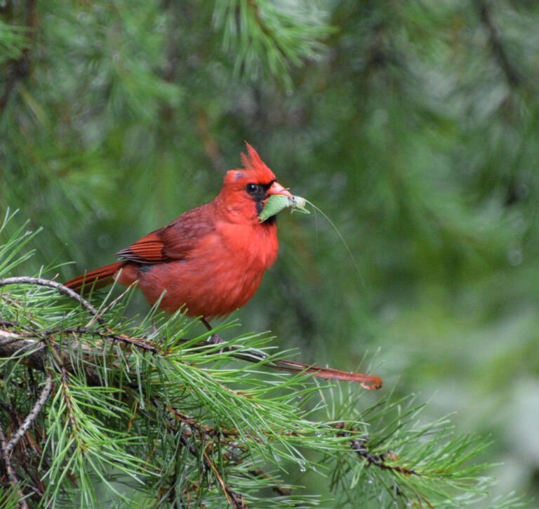 Animals Of North America: 20 Astonishing Creatures You Must Discover ...