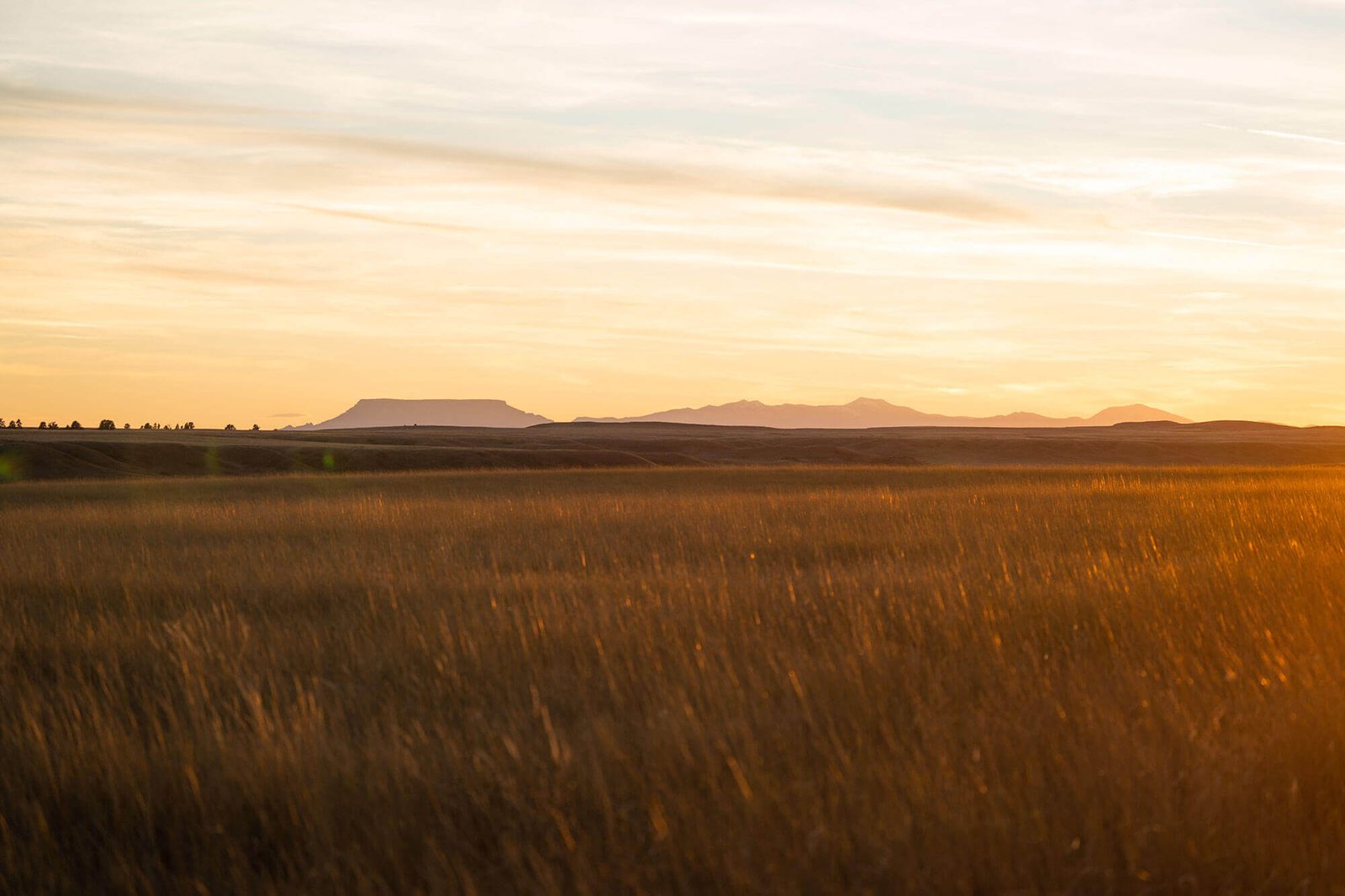 Importance Of Prairies: 7 Essential Benefits You Need To Know » Let's ...