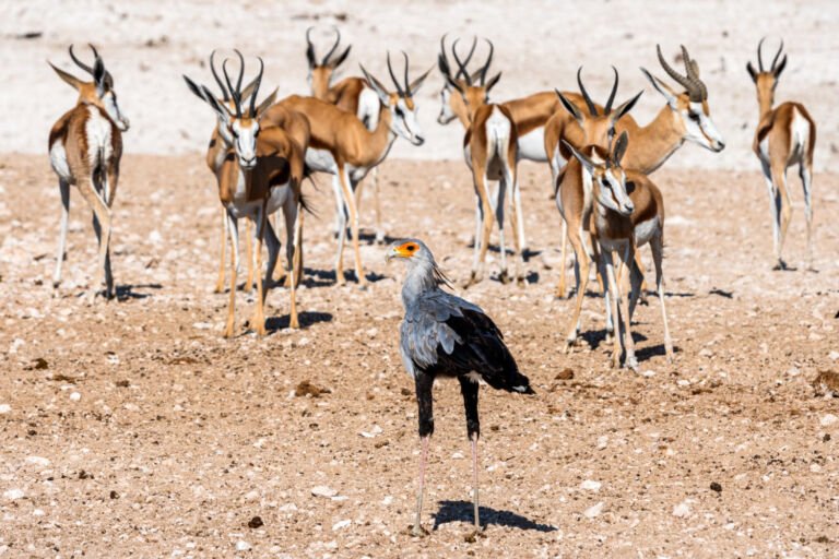 Desert Food Web: Uncover The Secrets Of Life In Extreme Environments