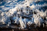Arctic Food Web: Deadly Predators And The Surprising Secrets Of Icy ...
