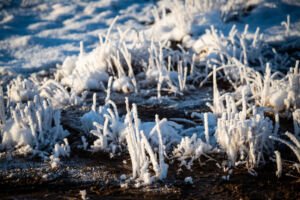 Arctic Food Web: Deadly Predators And The Surprising Secrets Of Icy ...