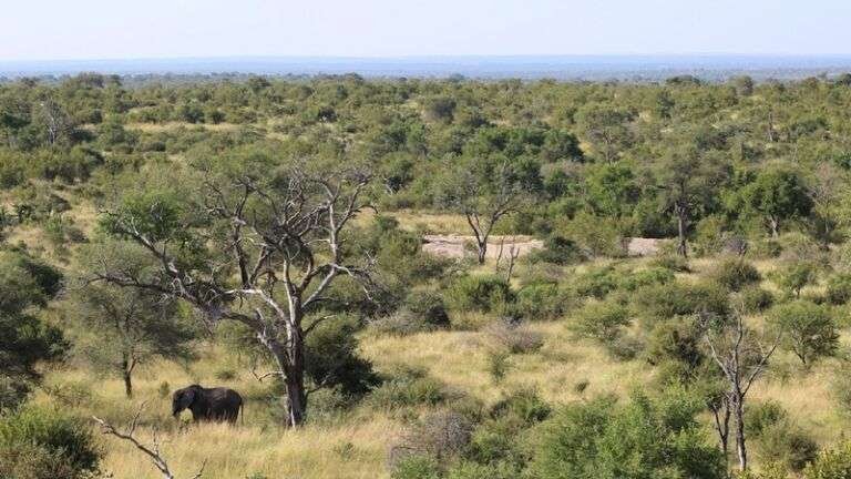 Savanna Food Web: 3 Astonishing Predator-Prey Relationships Of This ...