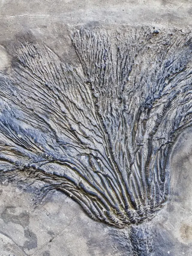 Step Back In Time: Exploring The World's Oldest Fossilized Forest » Let ...